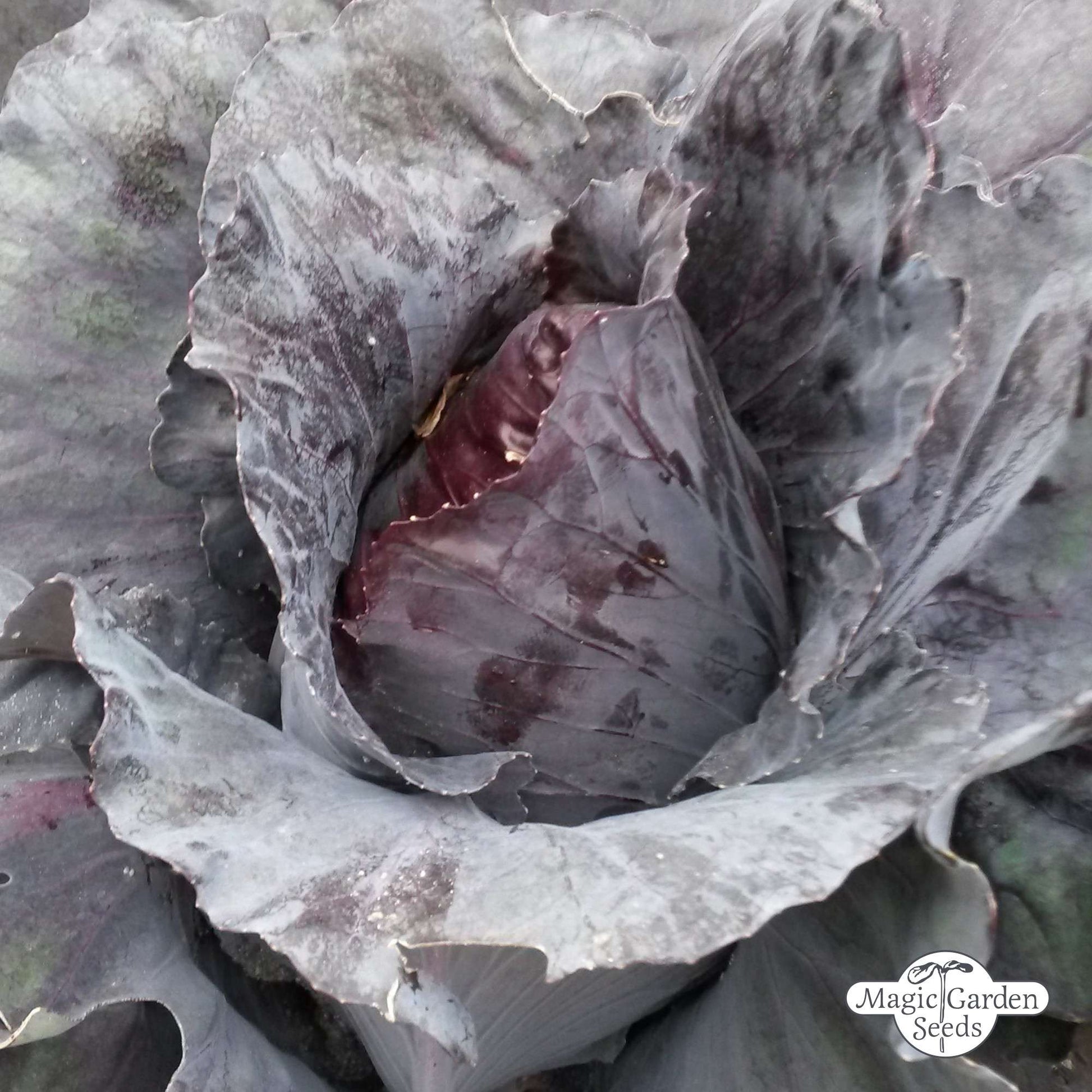 Roter Spitzkohl 'Kalibos' Samen Bio – Feggies